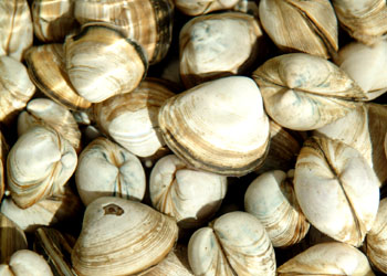 帘蛤目 Veneroida 蓝色动物学（中国动物学科普）